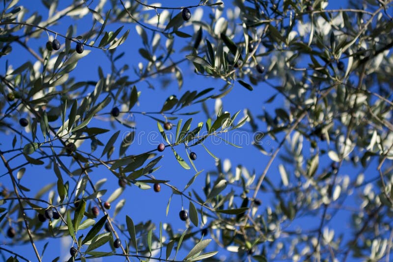 Olive trees stock photo. Image of fruit, nature, farmer - 11494250