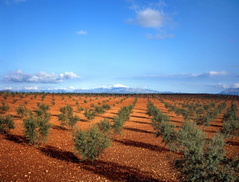 Olive trees stock image. Image of scenics, landscape - 11936677