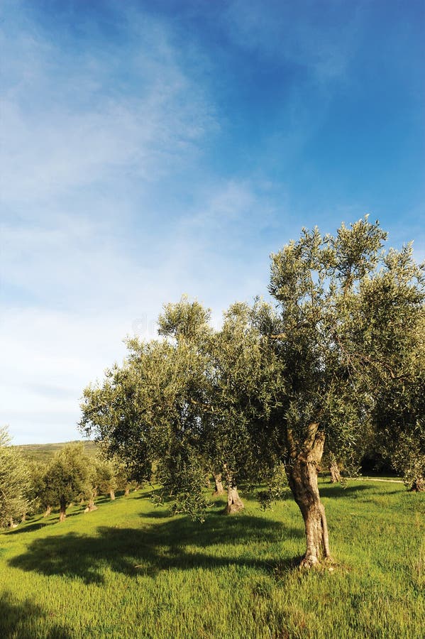 Olive Trees stock photo. Image of botanical, olive, trees - 132234