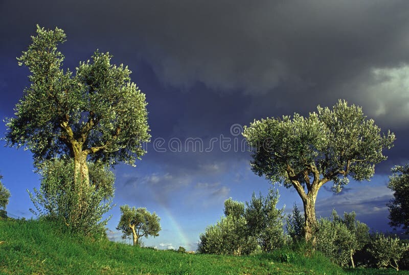 Olive trees stock photo. Image of olive, rainbow, agriculture - 2506296