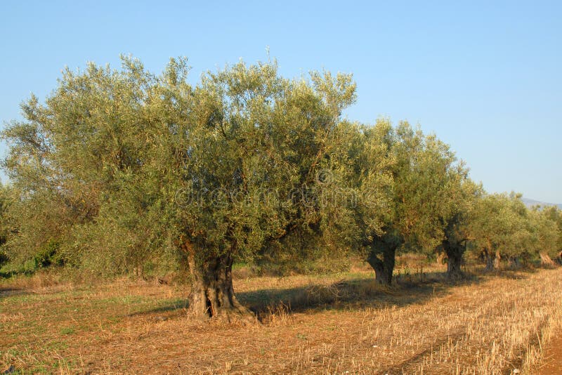 Olive tree field stock photo. Image of landscape, grow - 2946298