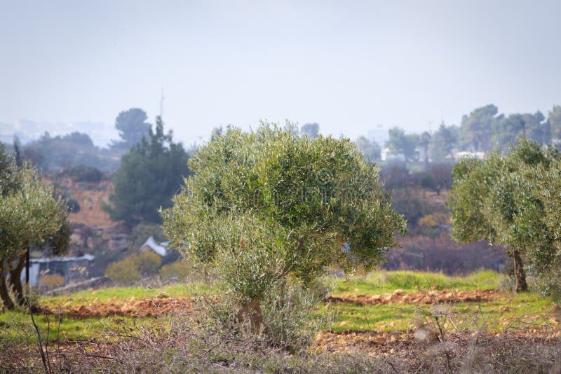 Alon Shvut Stock Photos - Free & Royalty-Free Stock Photos from Dreamstime