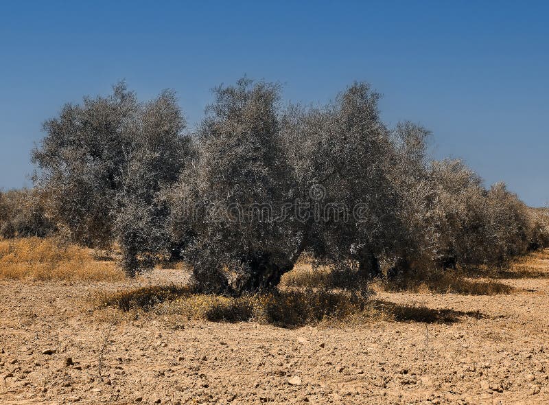 Olive trees in Andalusia stock photo. Image of europe - 261728022