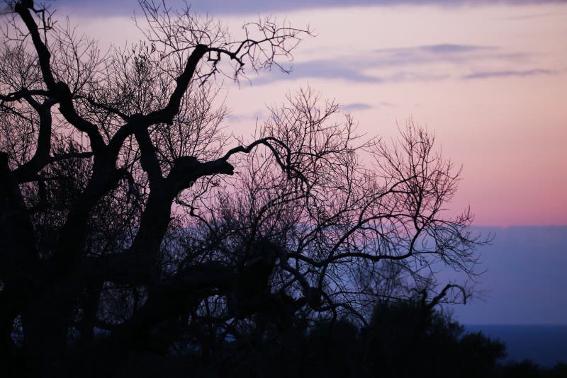 Spoiled Olive Trees Stock Photos - Free & Royalty-Free Stock Photos ...