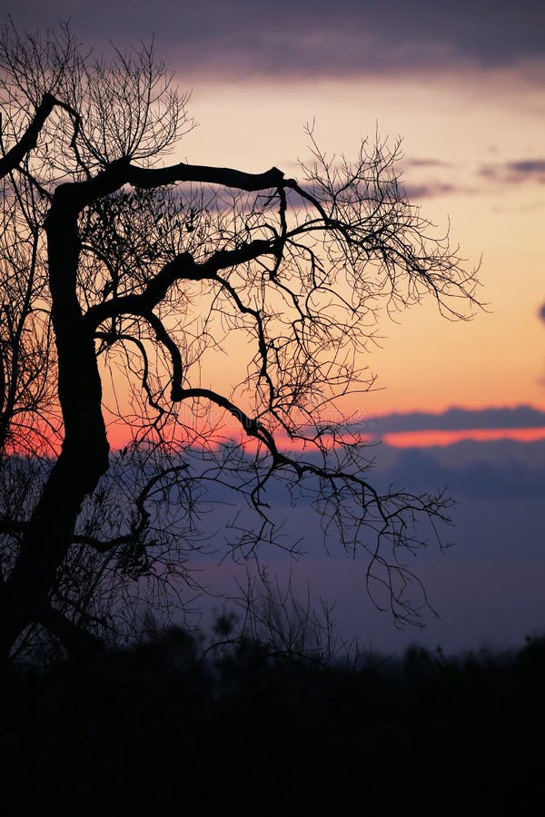 Spoiled Olive trees stock image. Image of bacterium - 125435491
