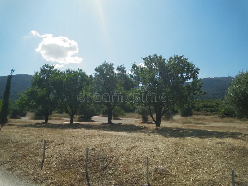 Olive Trees in Athens Greece Stock Photo - Image of nature, greece ...