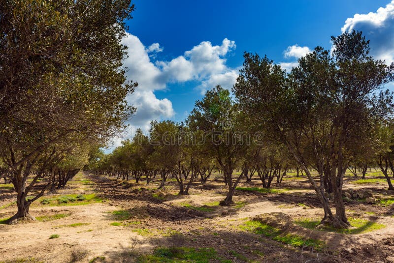 Olive trees stock image. Image of landscape, orchard - 68778125