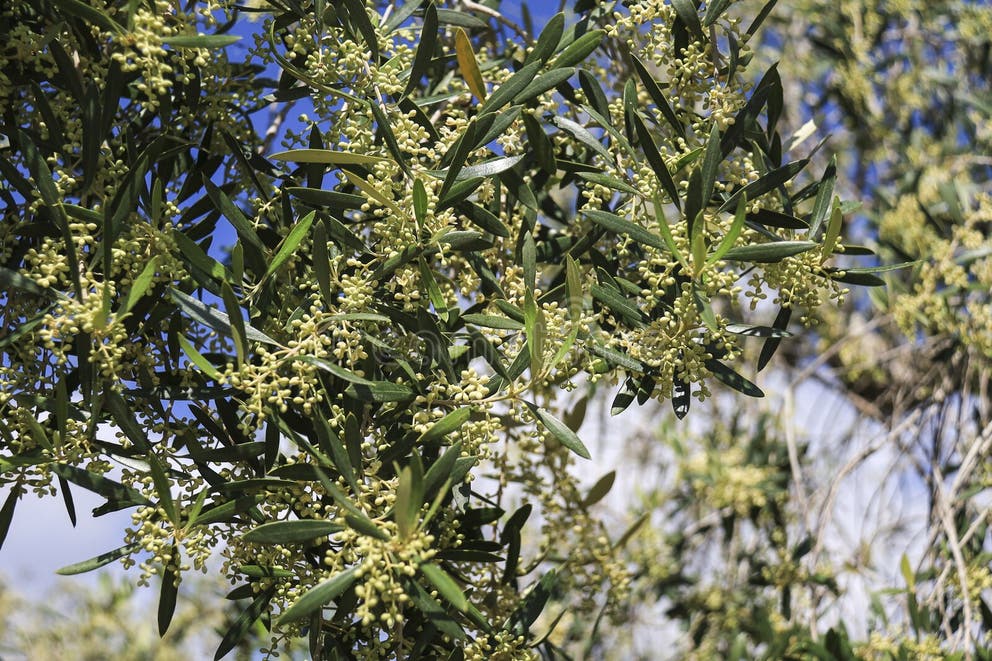 Olive Trees in Bloom in the Mediterranean Area Stock Image - Image of ...