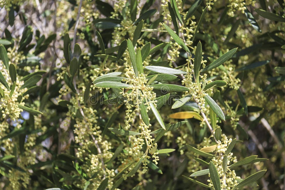 Olive Trees in Bloom in the Mediterranean Area Stock Image - Image of ...