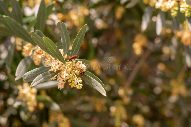 Olive Trees in Bloom, Small Olive Flowers Stock Photo - Image of petal ...