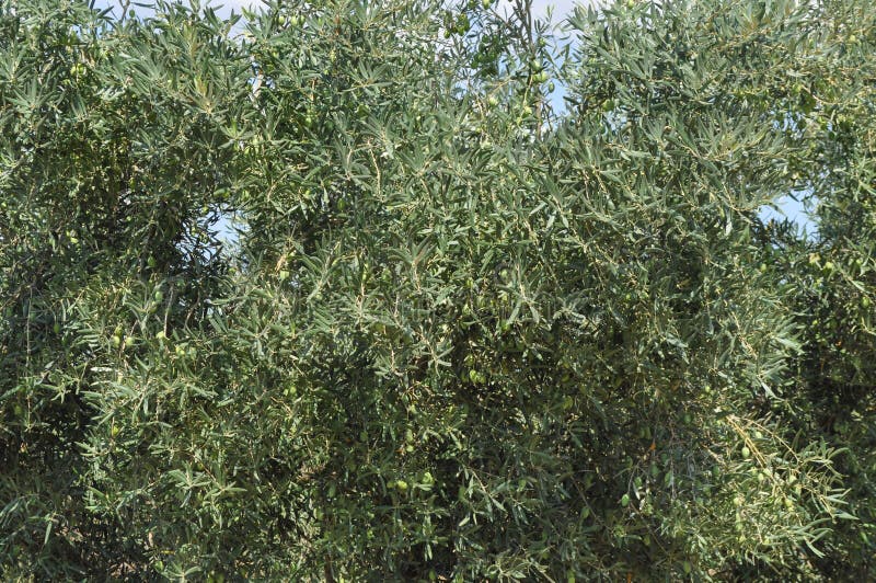 Olive trees in Chalkidiki stock photo. Image of olive - 177220570