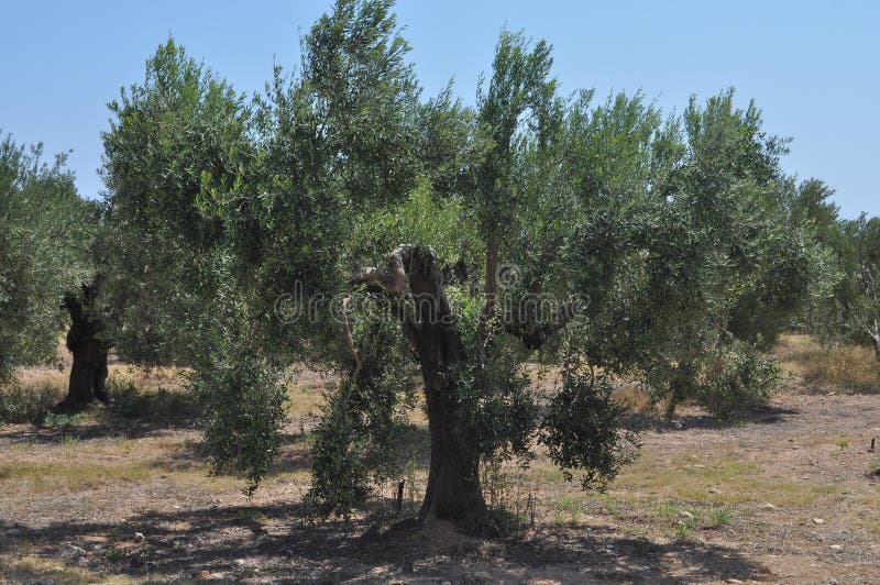 Olive trees in Chalkidiki stock photo. Image of olive - 190520322