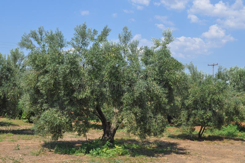 Olive trees in Chalkidiki stock photo. Image of nature - 213319646