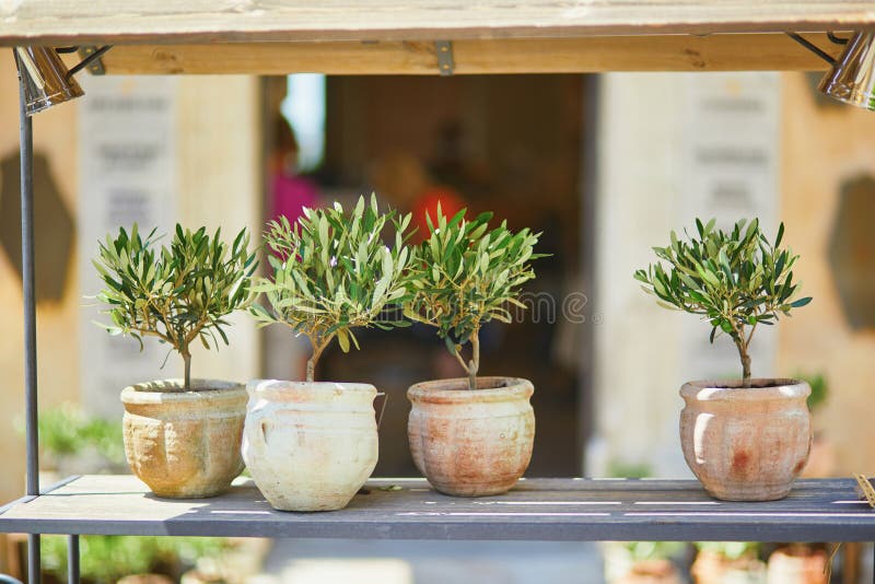 Olive Trees In Clay Pots On A Street Market In Gordes Provence Southern France Stock Image