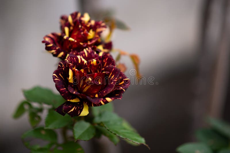 Yellow and Purple Roses. Colorful Flowers Stock Photo - Image of yellow ...