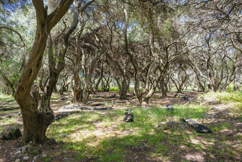 Olive Trees on Corfu Island, Greece Stock Image - Image of oleaceae ...