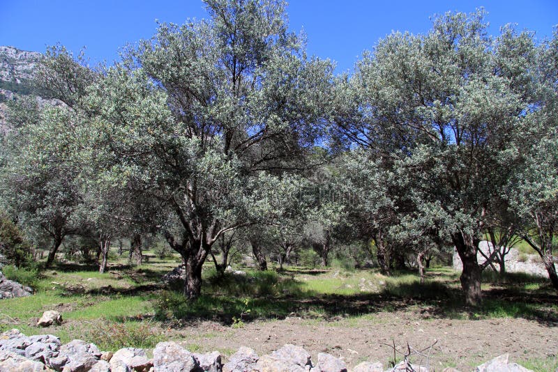 Olive trees stock photo. Image of crone, grass, farm - 31941476