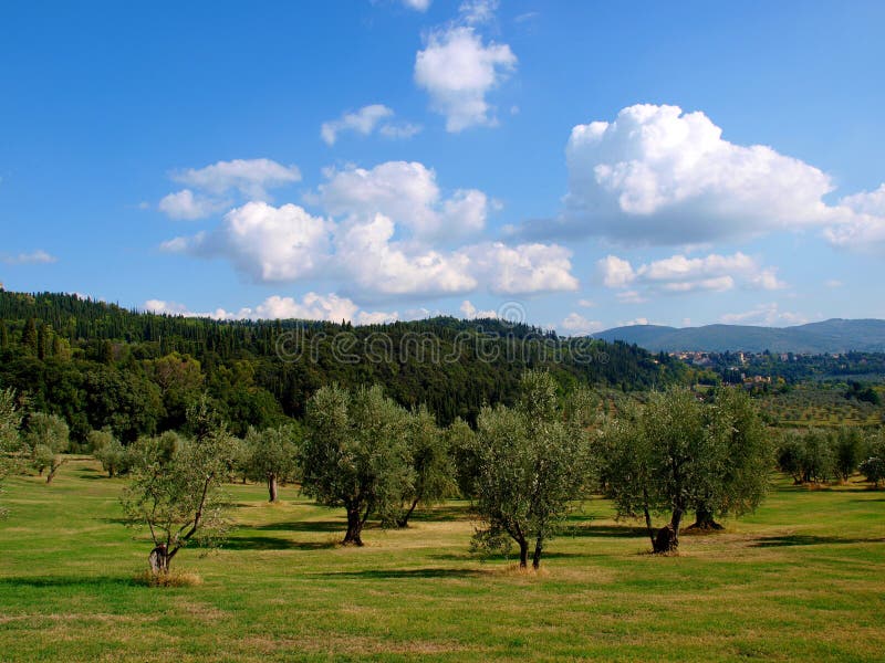 Olive trees in a field stock image. Image of wood, olive - 6850101