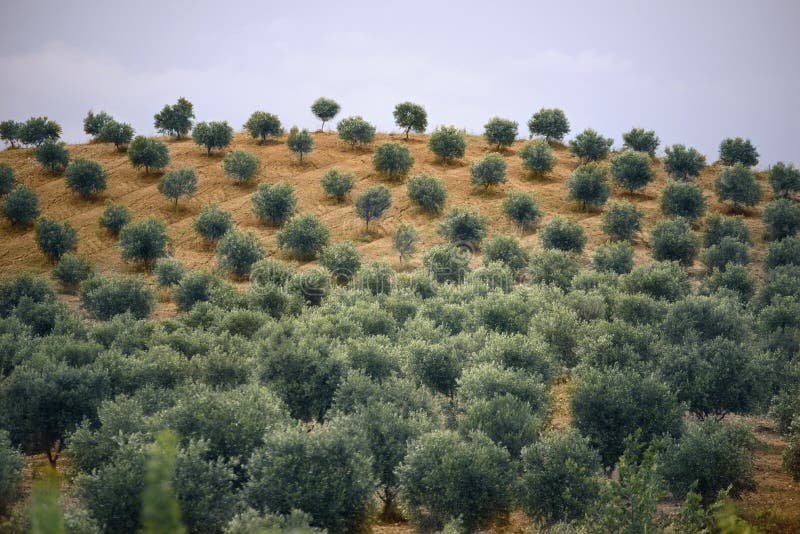 Olive trees field. stock photo. Image of food, farming - 93579968