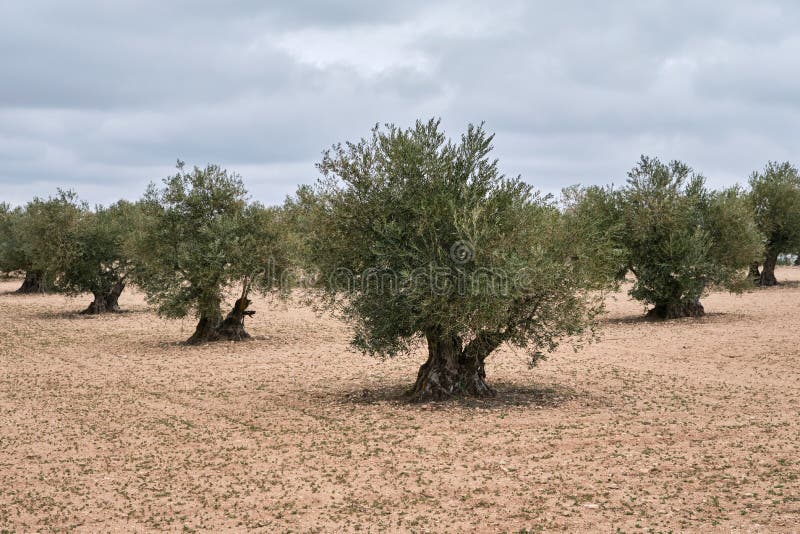 Olive trees field stock image. Image of nature, greece - 215446889