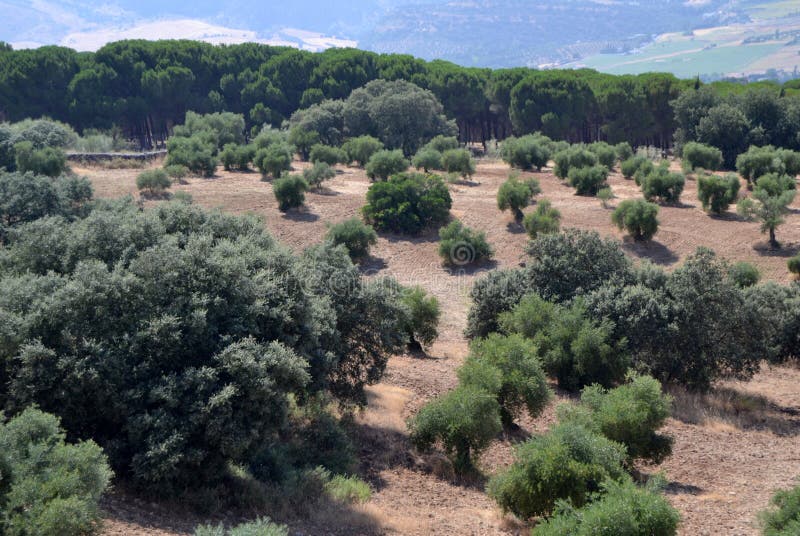 Olive Trees in the Field in Spain Stock Photo - Image of scene, food ...