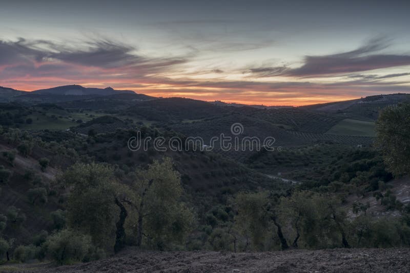 Olive Trees Field at Sunset, Seville, Spain Stock Image - Image of ...