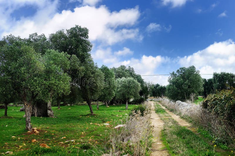 Olive Trees and Fields in the Italy Stock Image - Image of italian ...