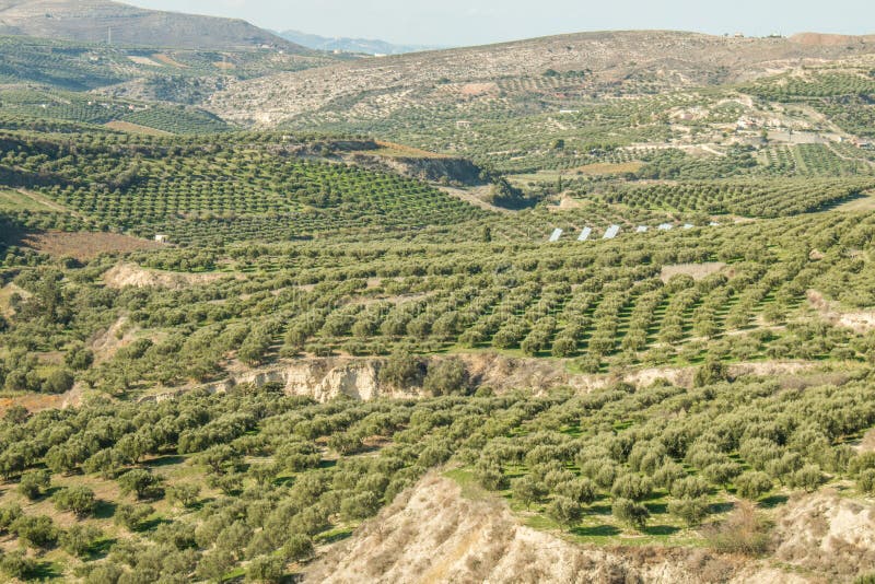 Olive Trees in Fields. Large Olive Plantations in the the Mountains ...