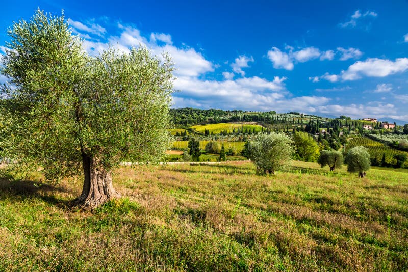 Olive Trees and Fields in Tuscany Stock Photo - Image of road, culture ...