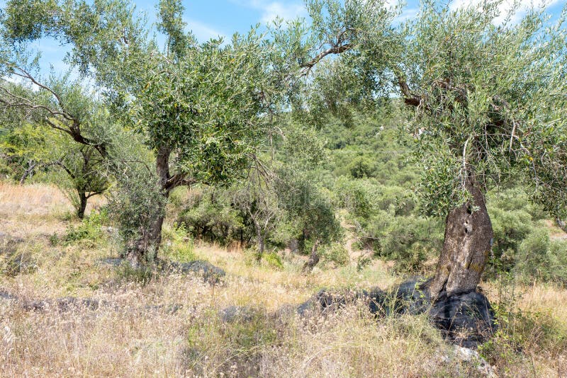 Olive Trees in Glyfa on Corfu, Greece. Stock Image - Image of ...