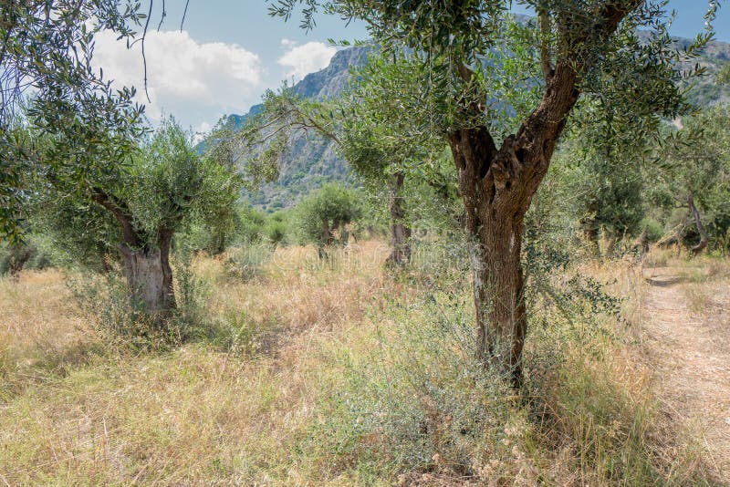 Olive Trees in Glyfa on Corfu, Greece. Stock Photo - Image of culture ...