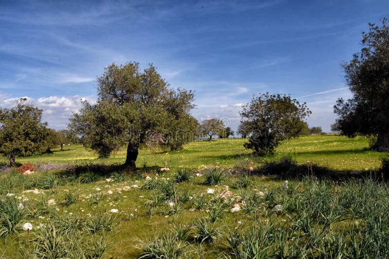 Olive Trees Grassland Cyprus Spring Stock Photos - Free & Royalty-Free ...