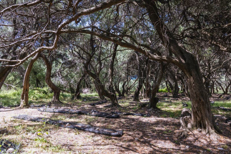 Olive Trees on Corfu Island, Greece Stock Photo - Image of ...