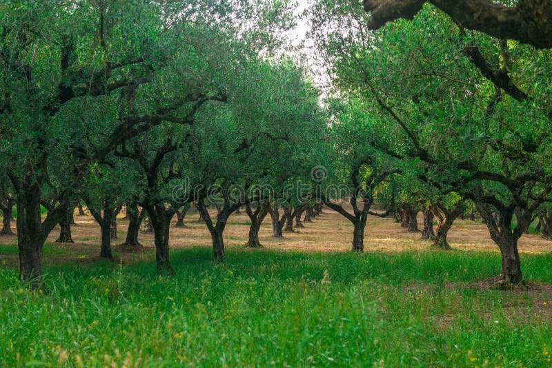 Olive trees grove stock image. Image of garden, rural - 225208473