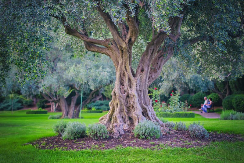 Olive trees. Olive grove stock photo. Image of olive - 115752496