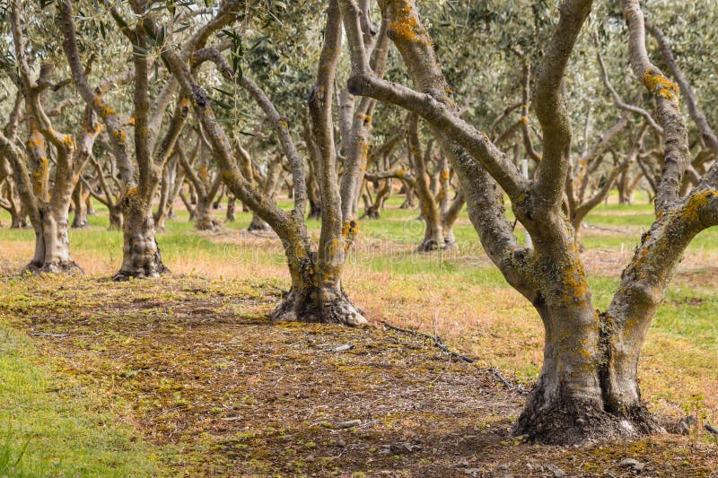 Olive Trees Growing in Olive Grove in Spring Stock Photo - Image of ...