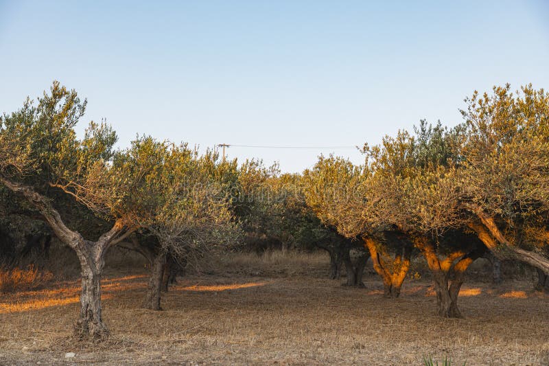 Olive Trees Growing in Orchard among Others Stock Image - Image of ...
