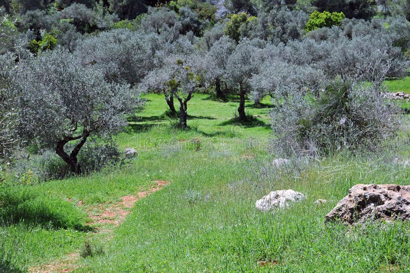 Olive trees stock image. Image of grass, landscape, jerusalem - 275438581