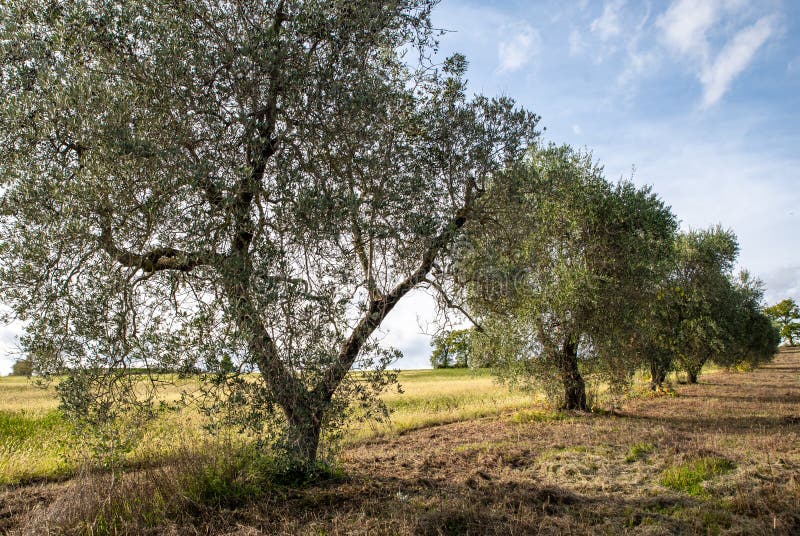 Olive Trees in the Italian Countryside Stock Image - Image of nature ...