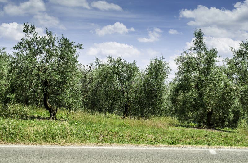 Olive trees in Italy stock photo. Image of food, cultivation - 42049090