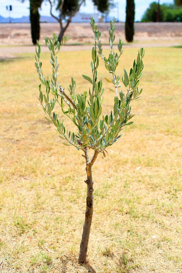 Olive trees stock photo. Image of color, fermented, olive - 55121384