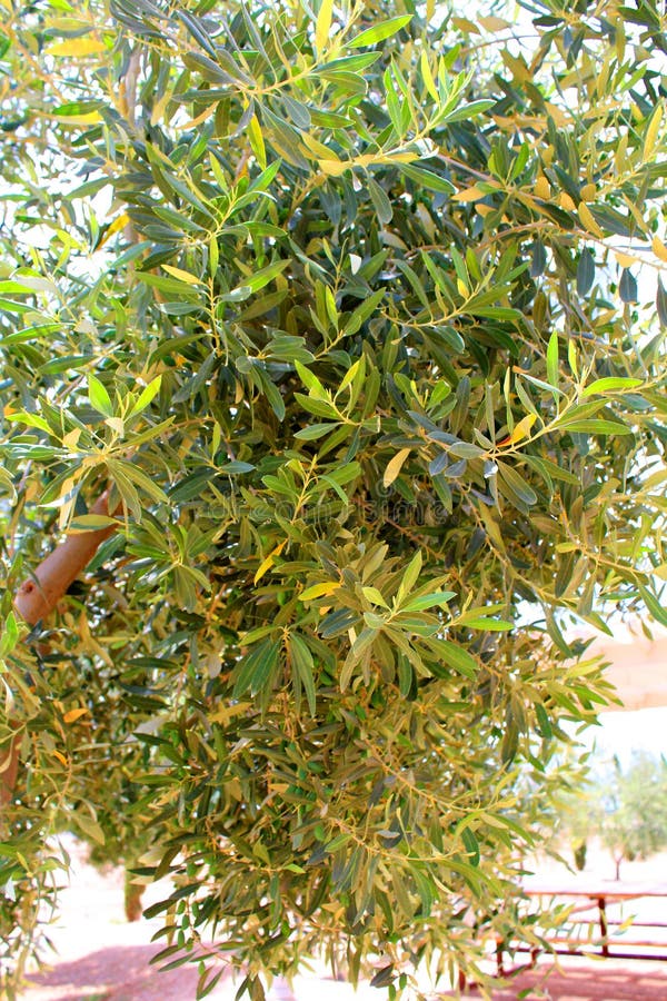 Olive trees stock image. Image of leafy, corolla, leaves - 55121403