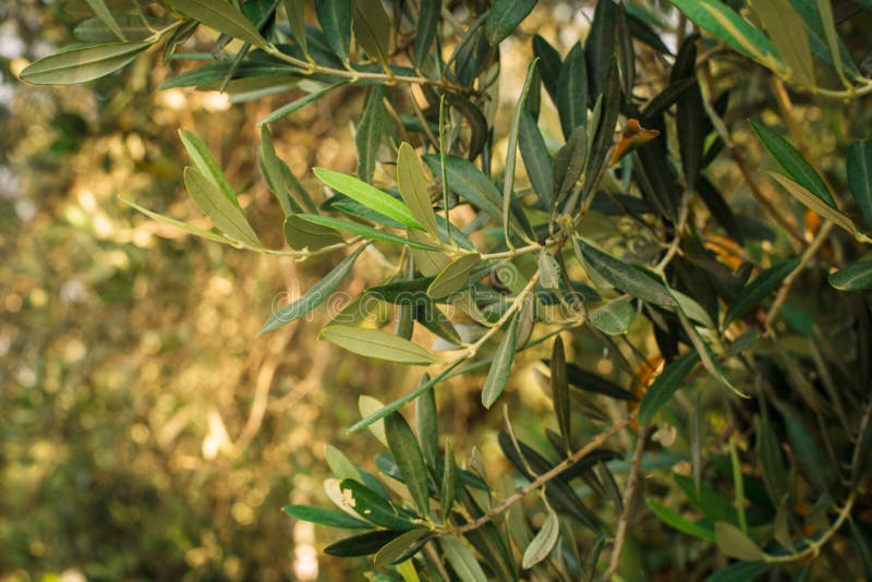 Olive trees stock photo. Image of europe, background - 31893100