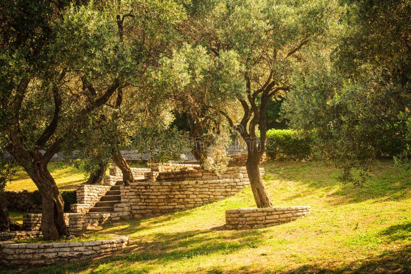Olive trees stock image. Image of nature, food, leaves - 31893113