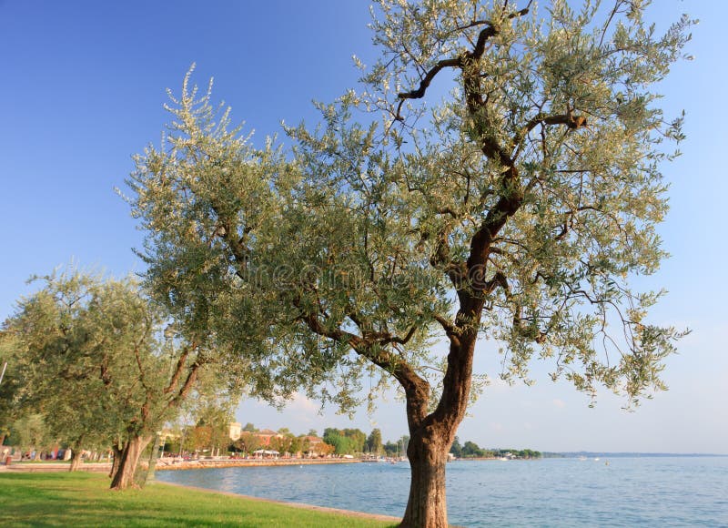 Olive Trees Near Lake Garda in Bardolino Stock Image - Image of view ...