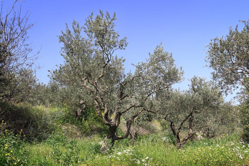Olive Trees stock photo. Image of agrarian, leaves, plantation - 281478270