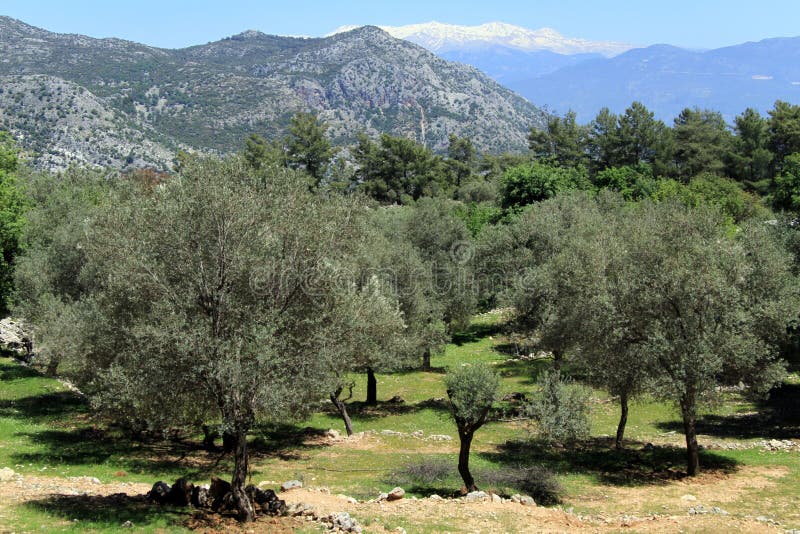 Olive trees stock image. Image of turkey, crone, mountain - 31941805