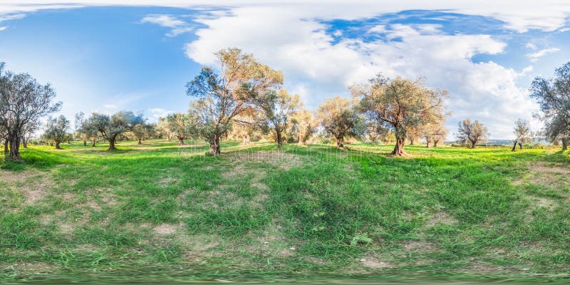 Olive Trees Over the Natural Grass Carpet 360 View Stock Photo - Image ...