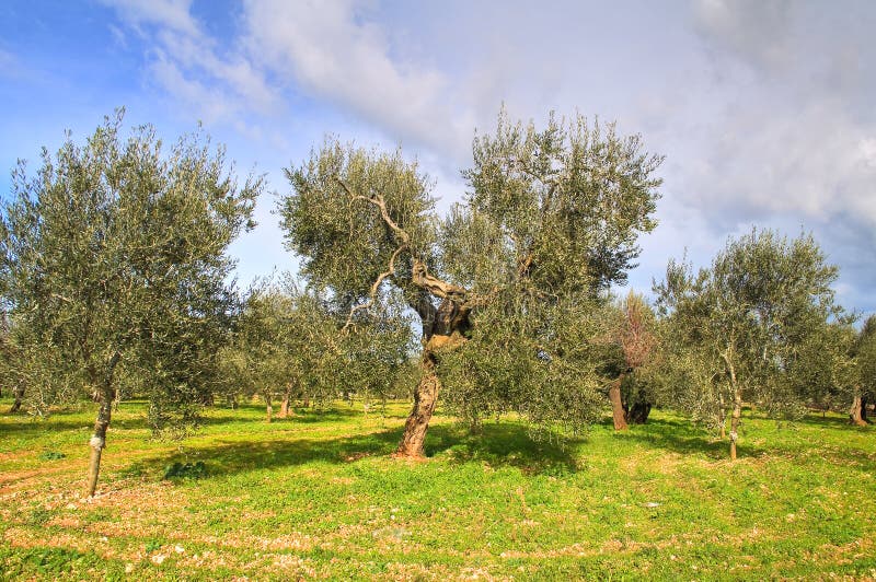 Olive trees. stock photo. Image of antique, historical - 53107268