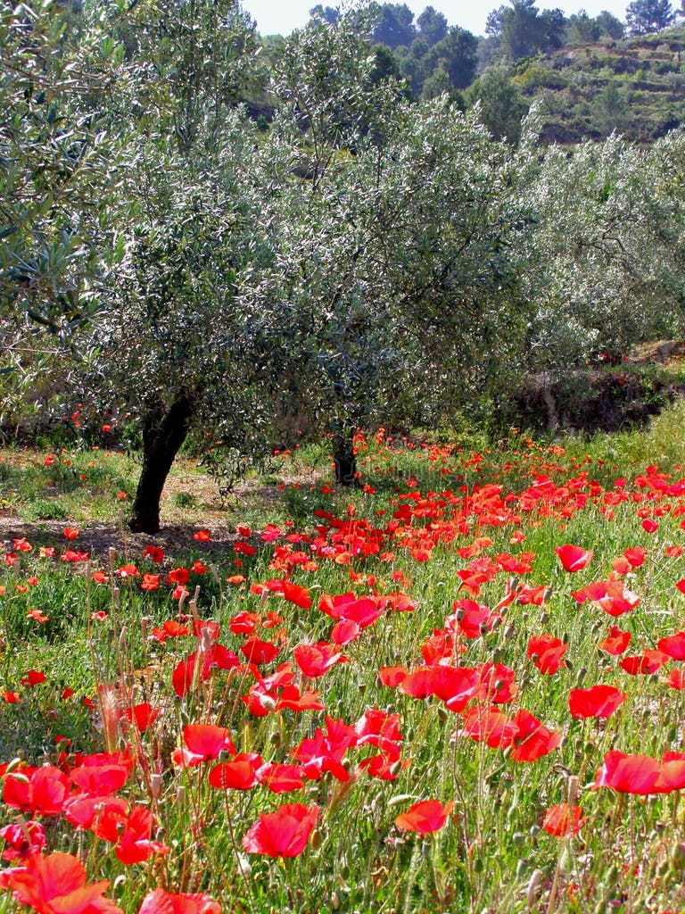 369 Poppy Olive Tree Stock Photos - Free & Royalty-Free Stock Photos ...
